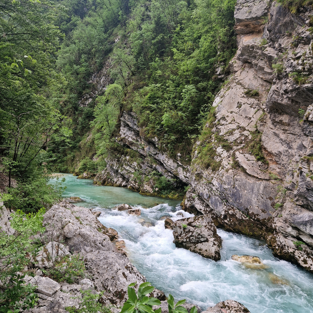 Salmo marmoratus – The Marble Trout.