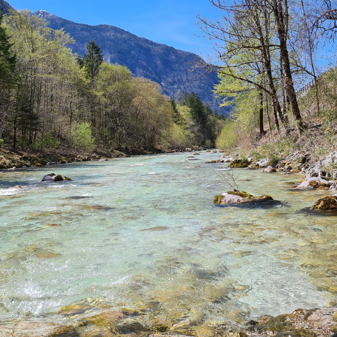 Salmo marmoratus – The Marble Trout.