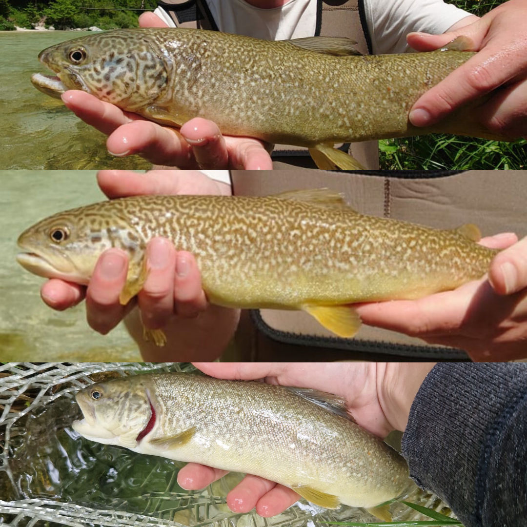 Salmo marmoratus – The Marble Trout.