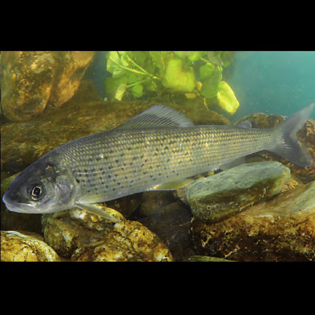 Thymallus aeliani – The Adriatic Grayling